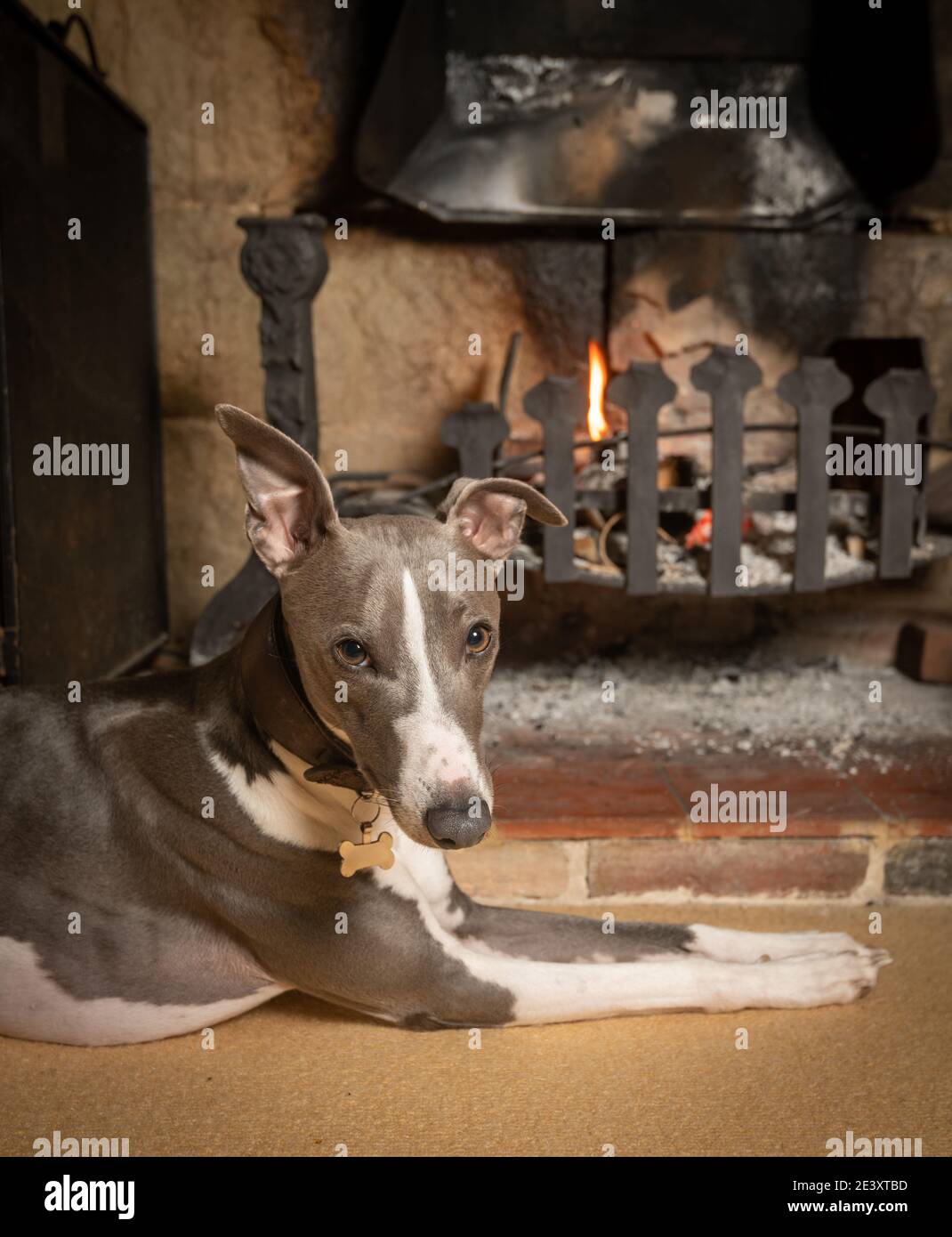 young whippet lying down in front of fire indoors Stock Photo - Alamy
