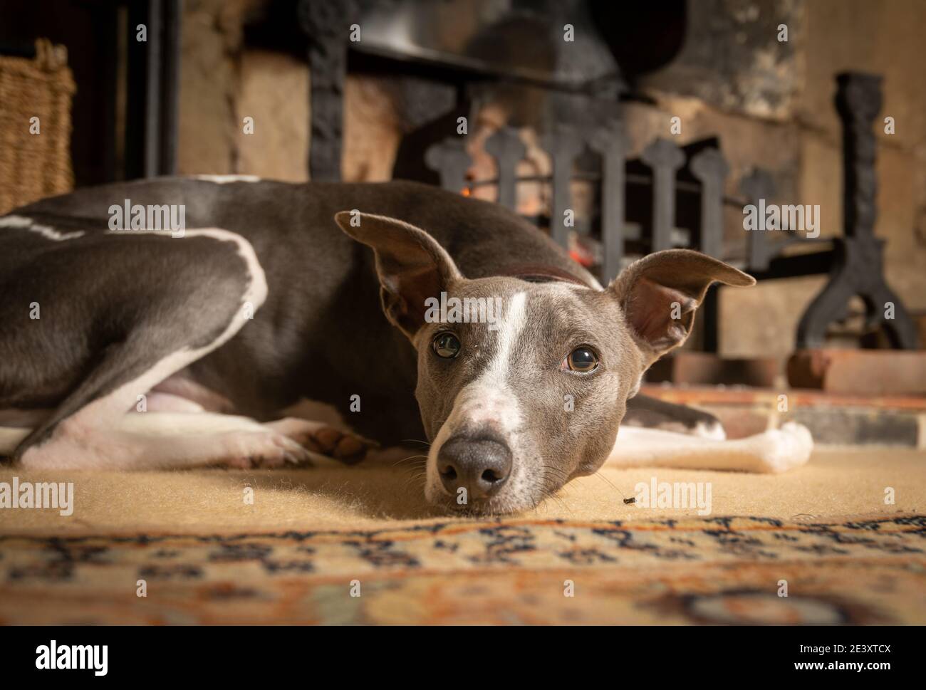 young whippet lying down in front of fire indoors Stock Photo - Alamy