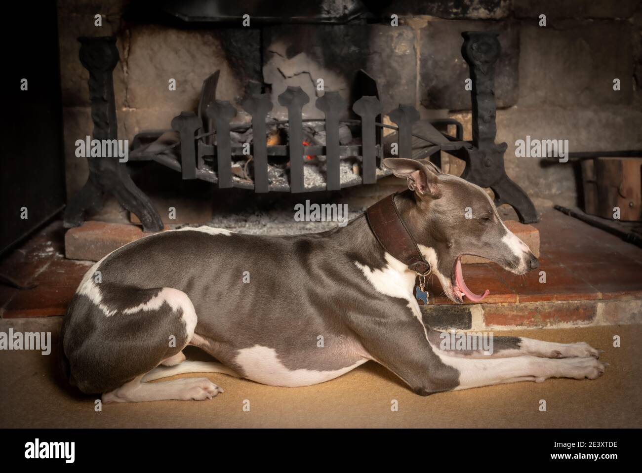 Whippet lying hi-res stock photography and images - Alamy