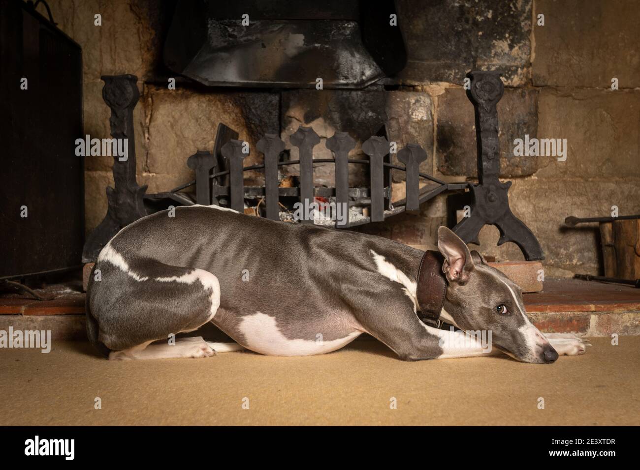 young whippet lying down in front of fire indoors Stock Photo - Alamy