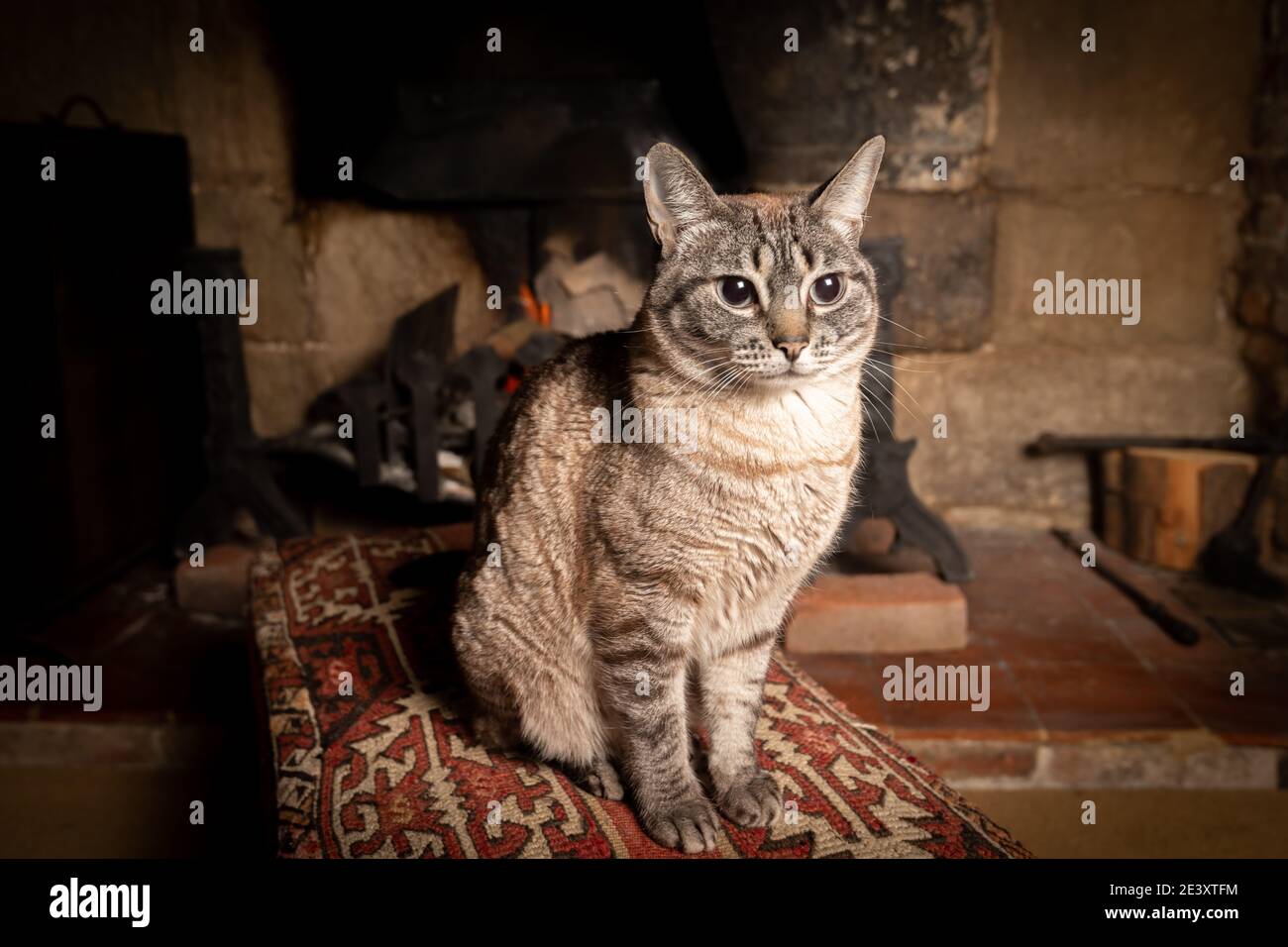 Cat sat infron of fire in home setting environment Stock Photo - Alamy