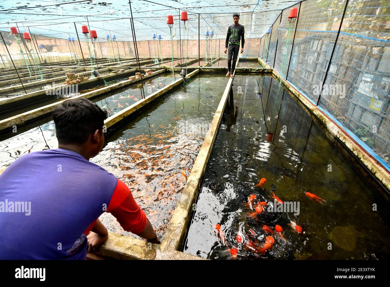 Dhaka. 21st Jan, 2021. Ornamental fish are seen at a farm in Ashulia on ...