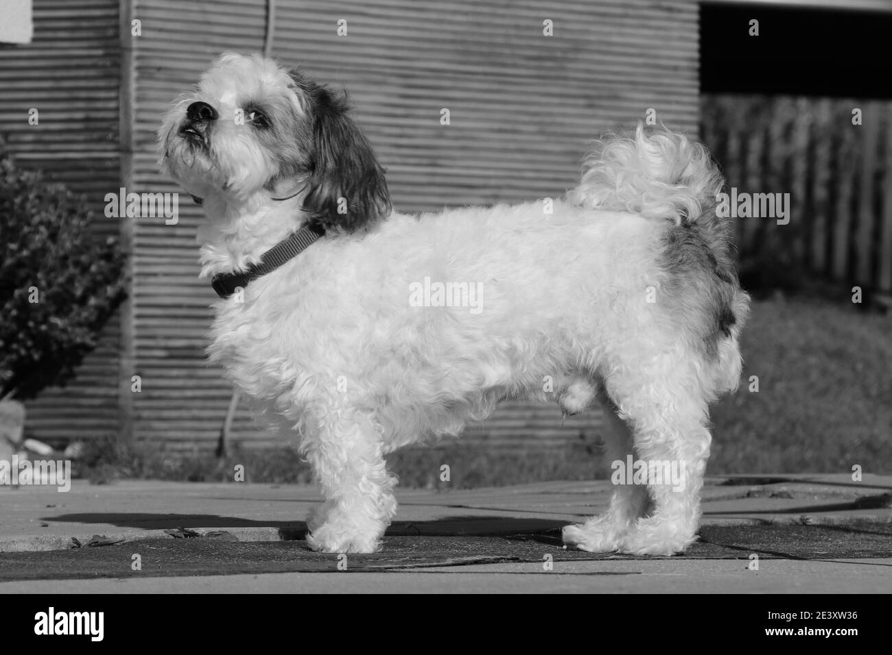 side view of an arrogant dog Stock Photo - Alamy