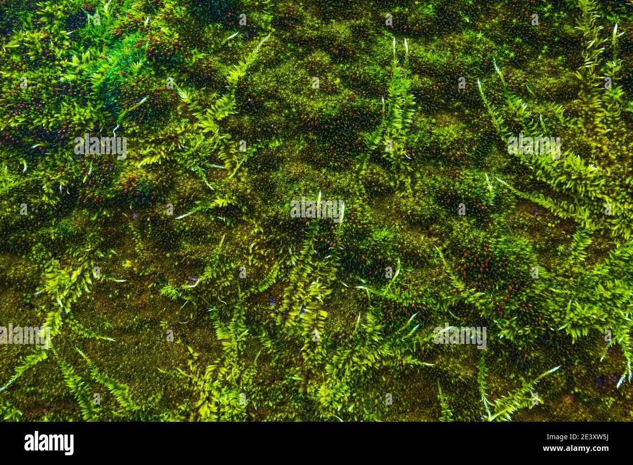 Green moss background pattern texture, nature background Stock Photo ...