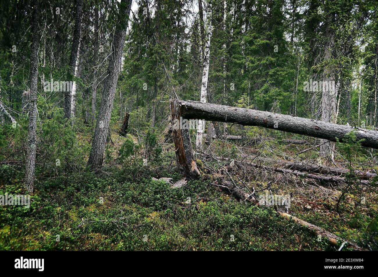 Upprooted spruce tree in the forest.Roots of a Dead Tree Stock Photo ...