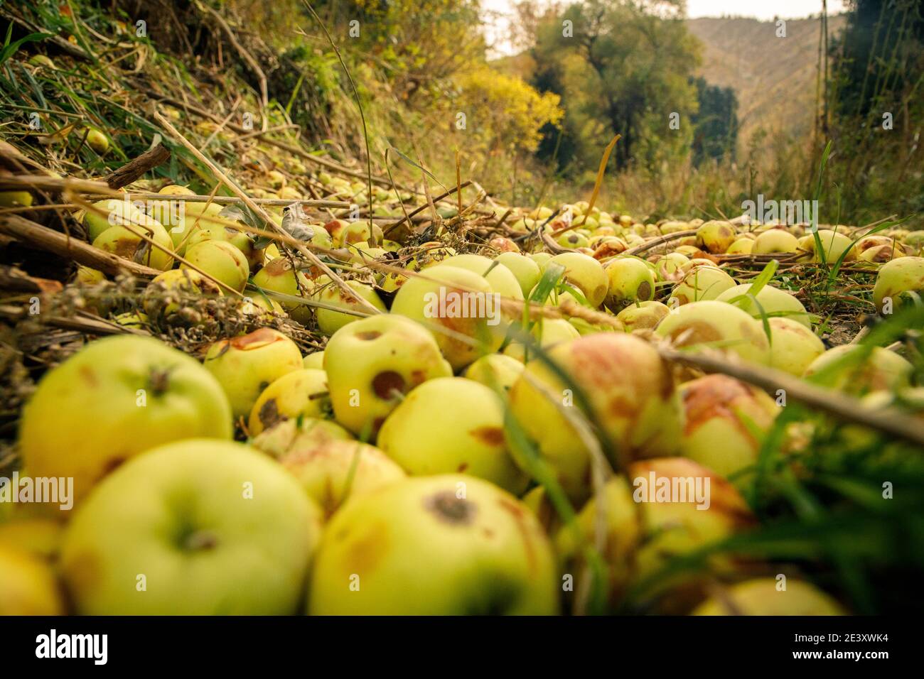 Bad waste apple harvest rotting on the ground in the Almaty mountains ...