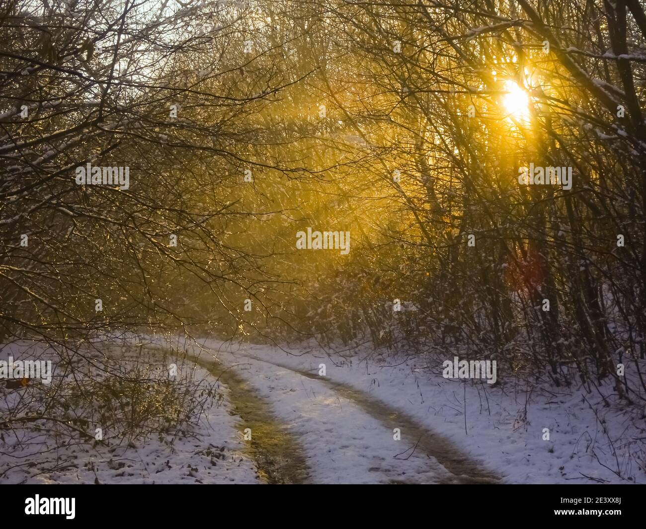 Sun shining between trees hi-res stock photography and images - Alamy