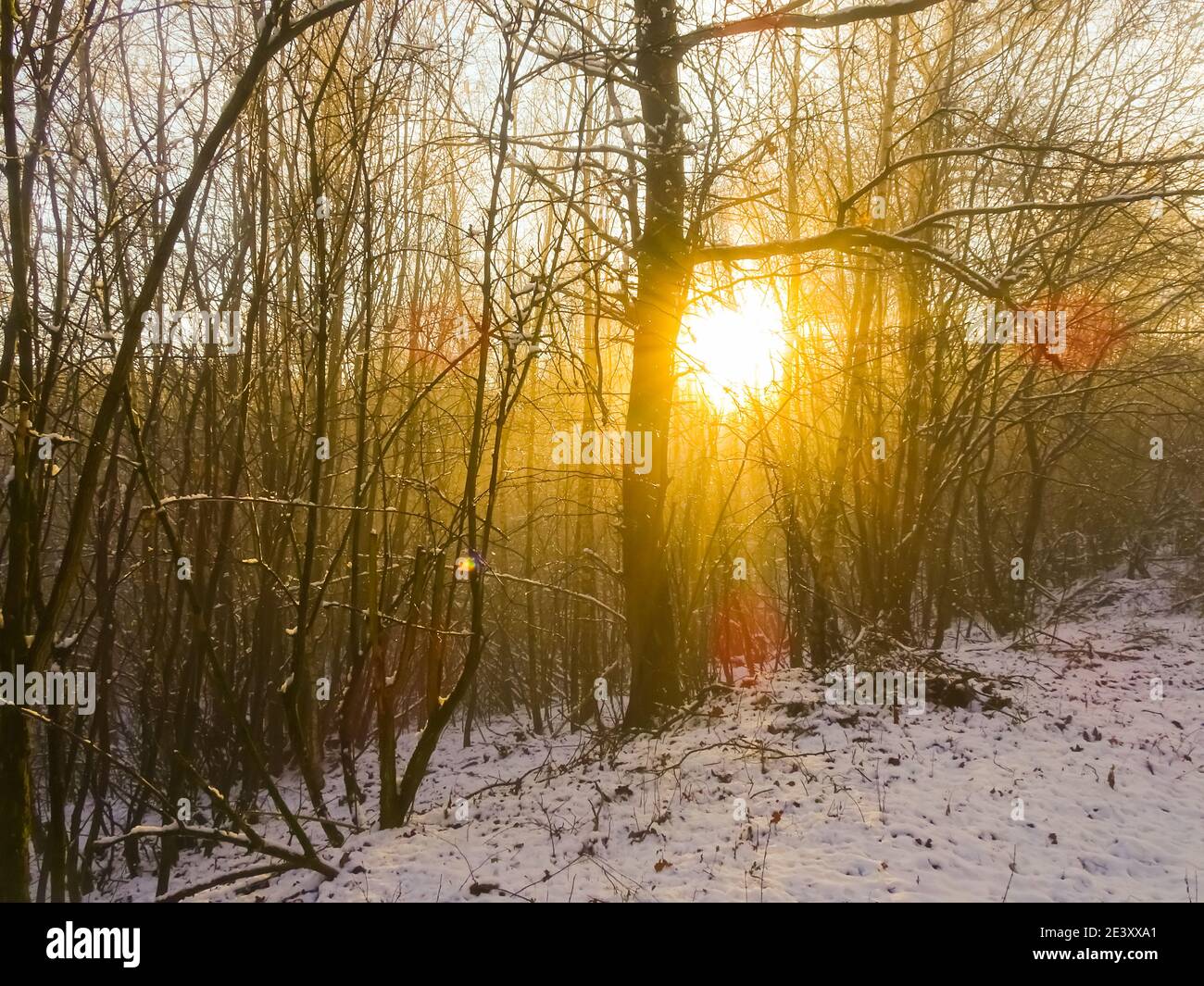 Sun shining between trees hi-res stock photography and images - Alamy