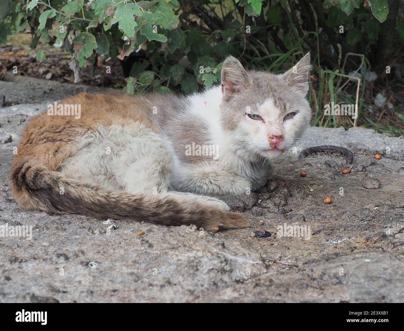 A homeless cat with a snotty nose sore eyes and dirty fur lies on the ...