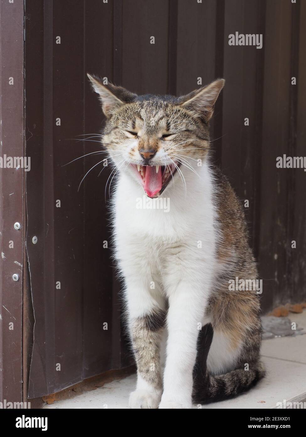 Mongrel Cat High Resolution Stock Photography and Images - Alamy