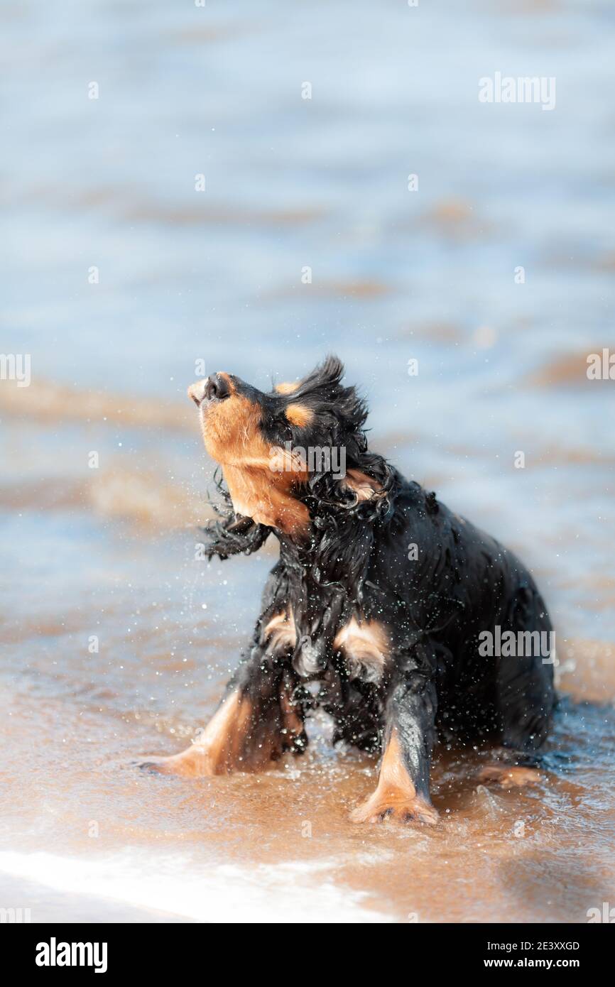 English cocker spaniel in water hi-res stock photography and images - Alamy