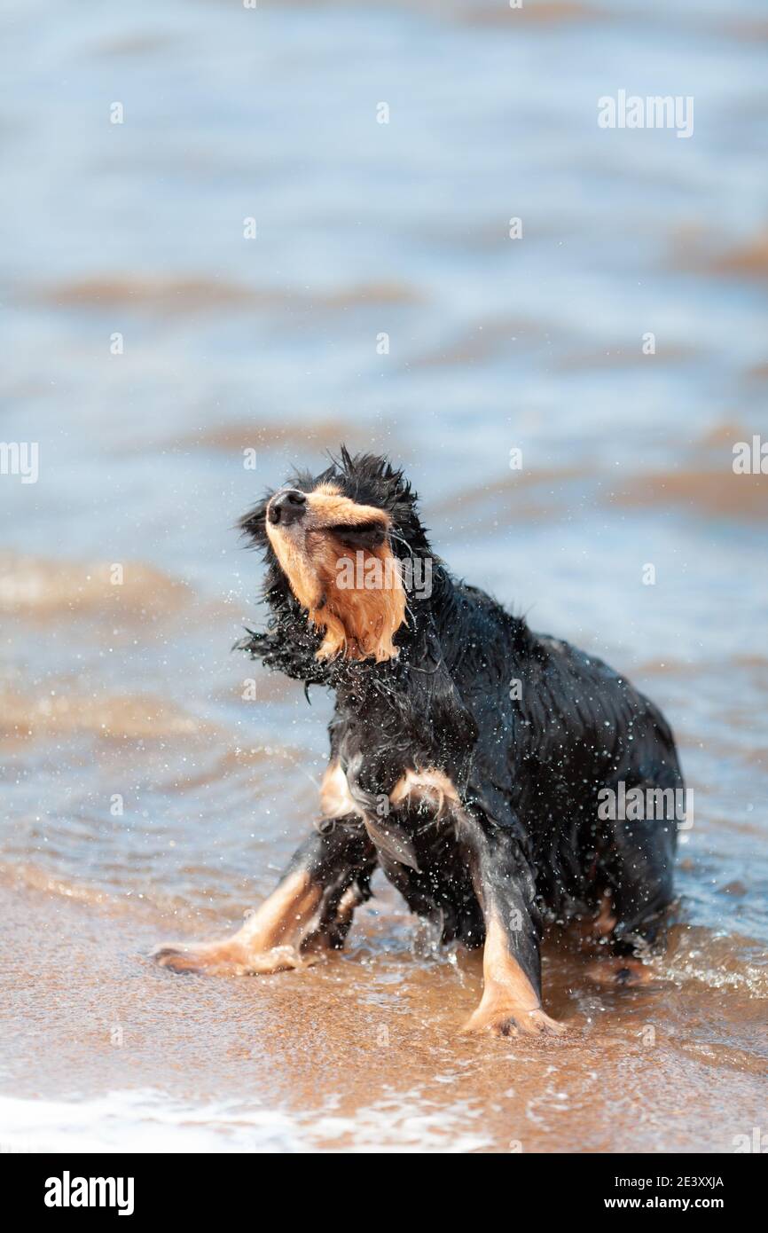 Black dog english cocker spaniel shakes of water splashes after swim ...