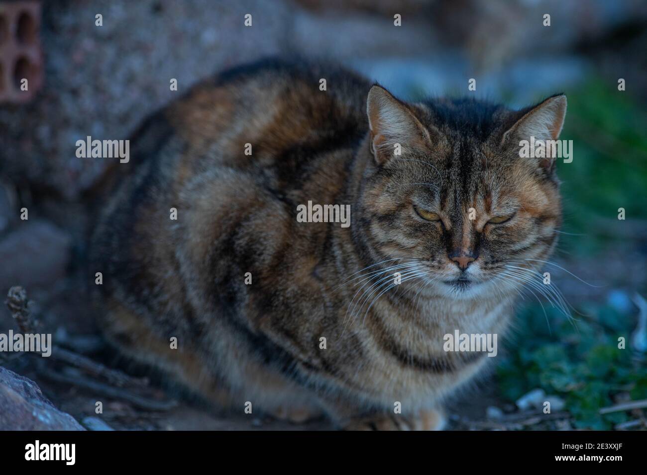 Happy fluffy dog cartoon illustration hi-res stock photography and ...