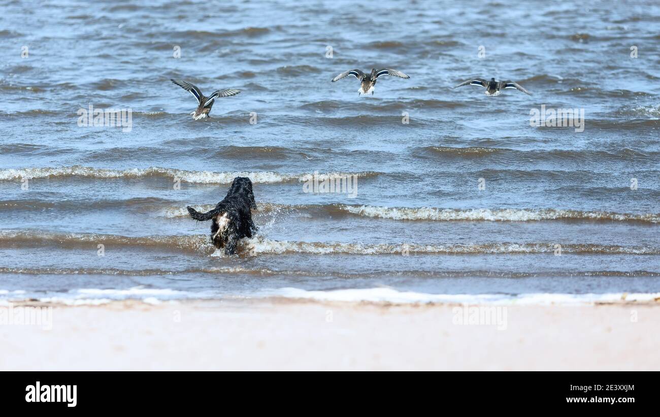 English cocker spaniel in water hi-res stock photography and images - Alamy