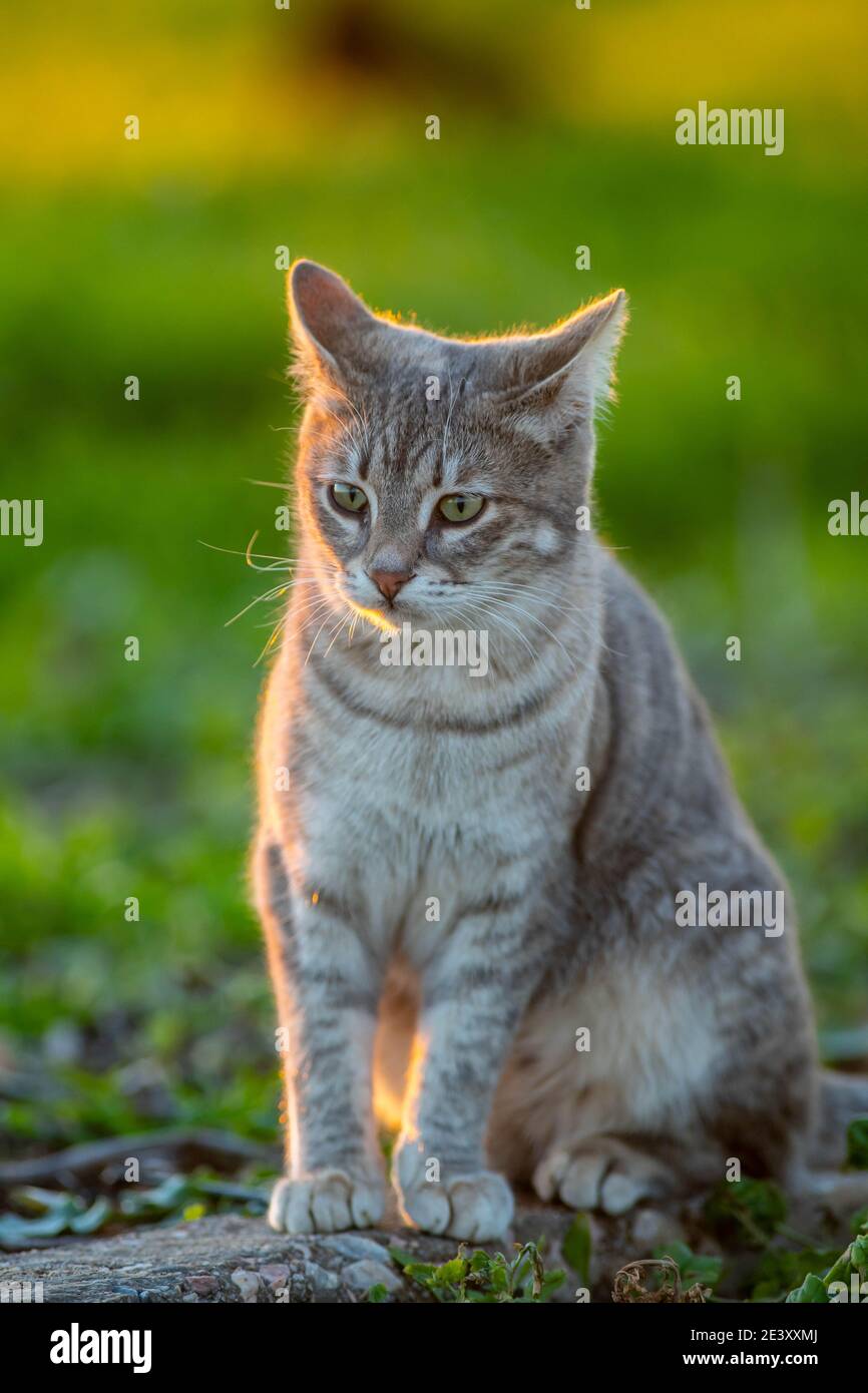 Happy fluffy dog cartoon illustration hi-res stock photography and ...