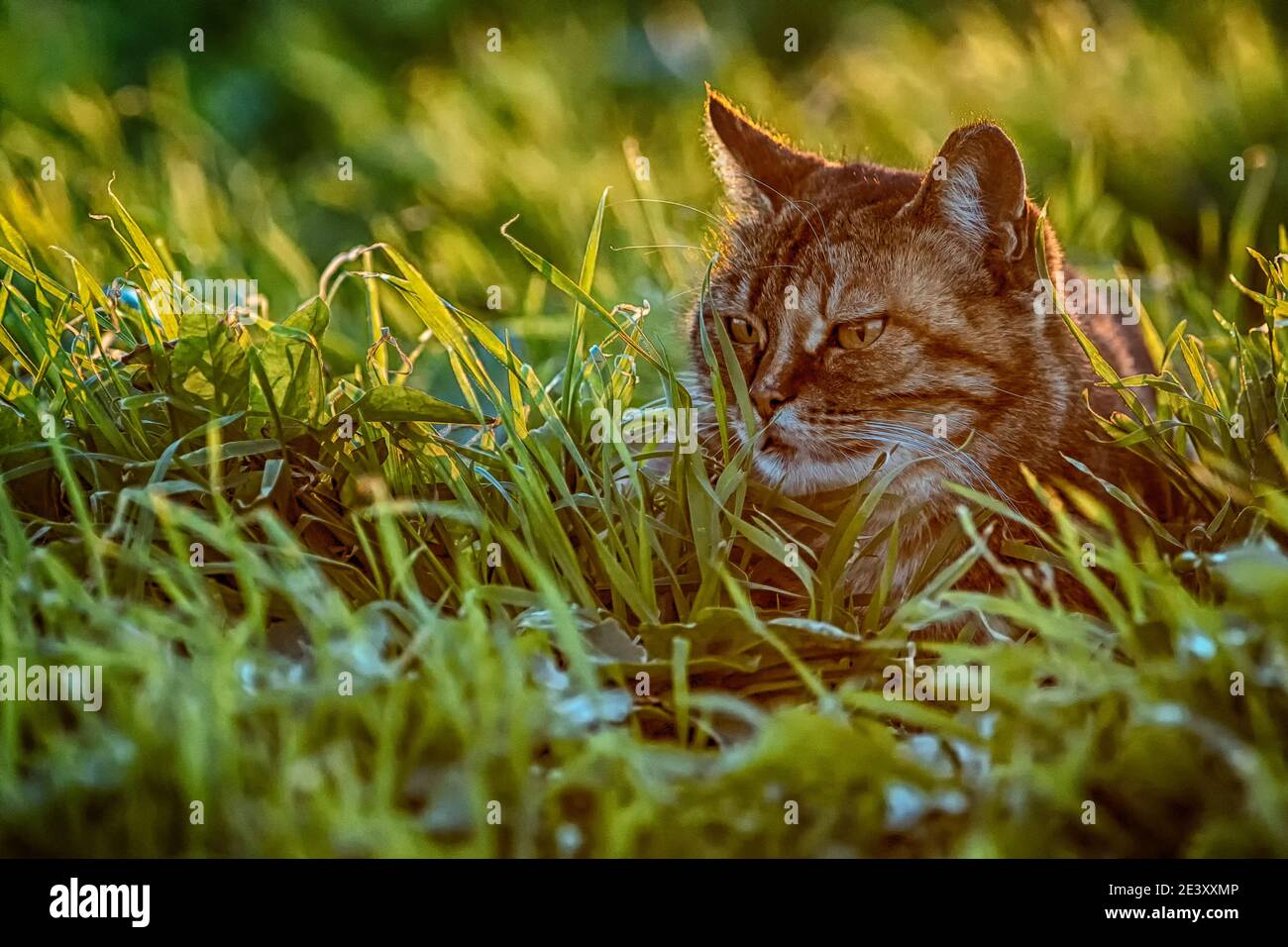 Wondeful cat at Glyfada,Greece Stock Photo - Alamy
