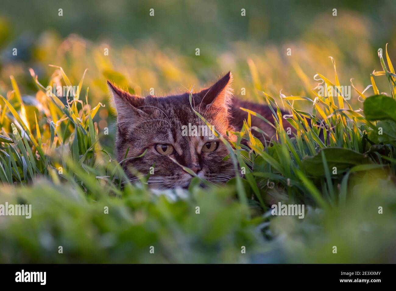 Happy fluffy dog cartoon illustration hi-res stock photography and ...