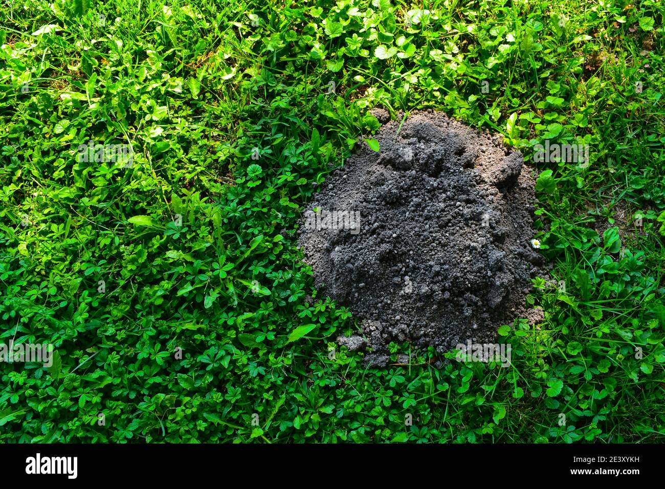 Mole in nature hi-res stock photography and images - Alamy