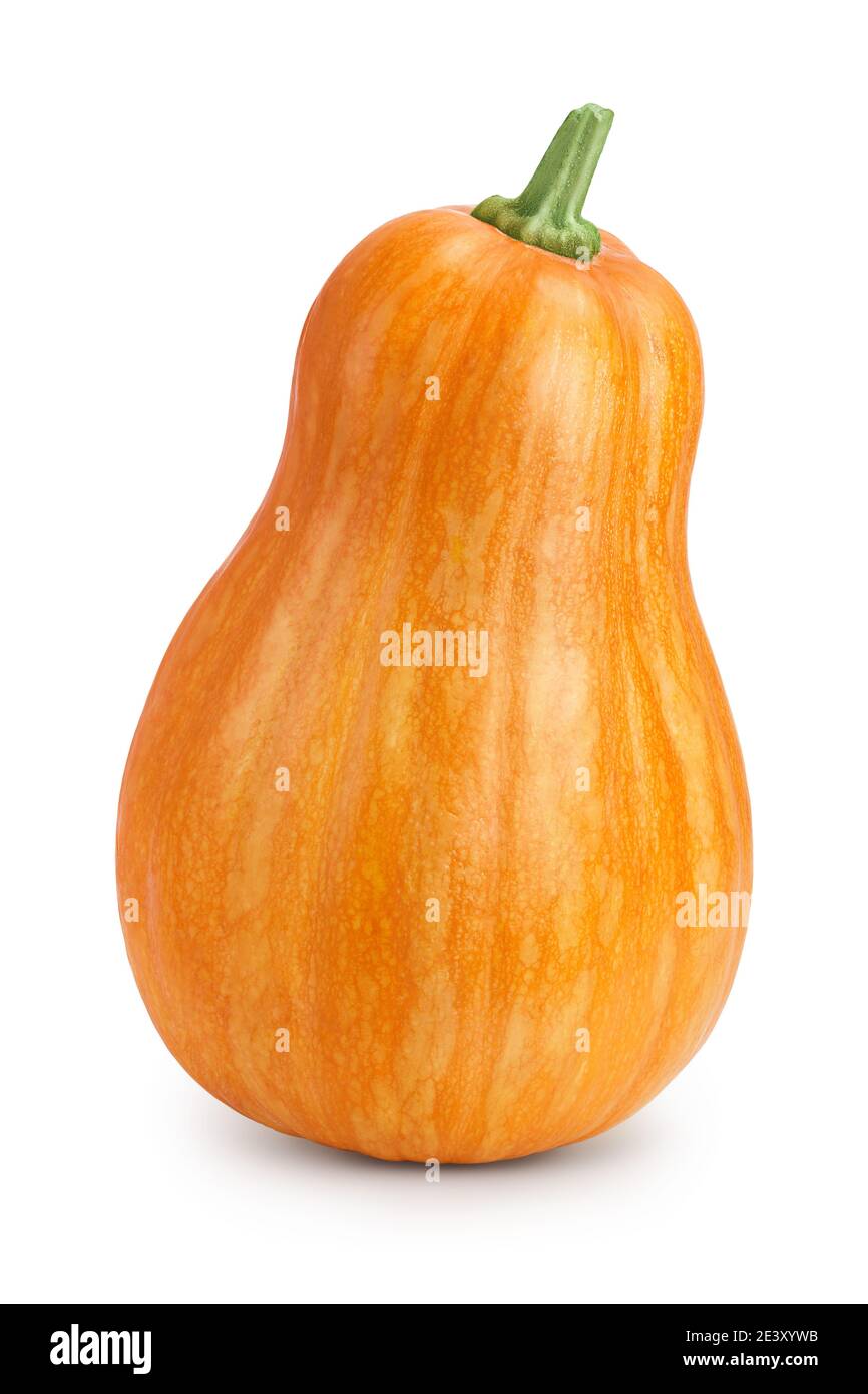 butternut squash isolated on white background with clipping path and ...