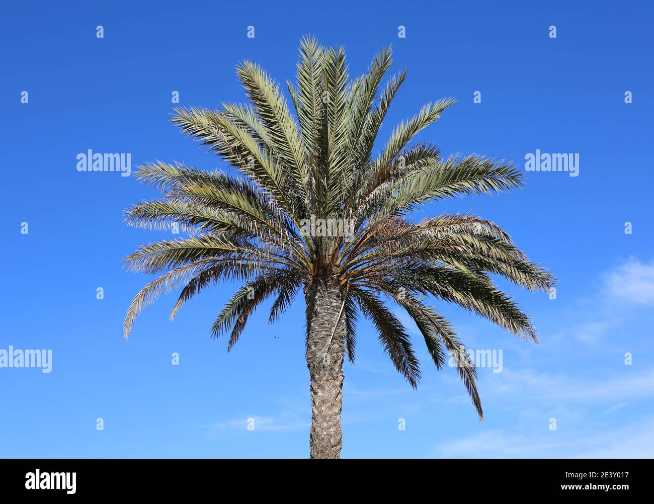 Date Tree with blue sky background in Agadir, Morocco Stock Photo - Alamy
