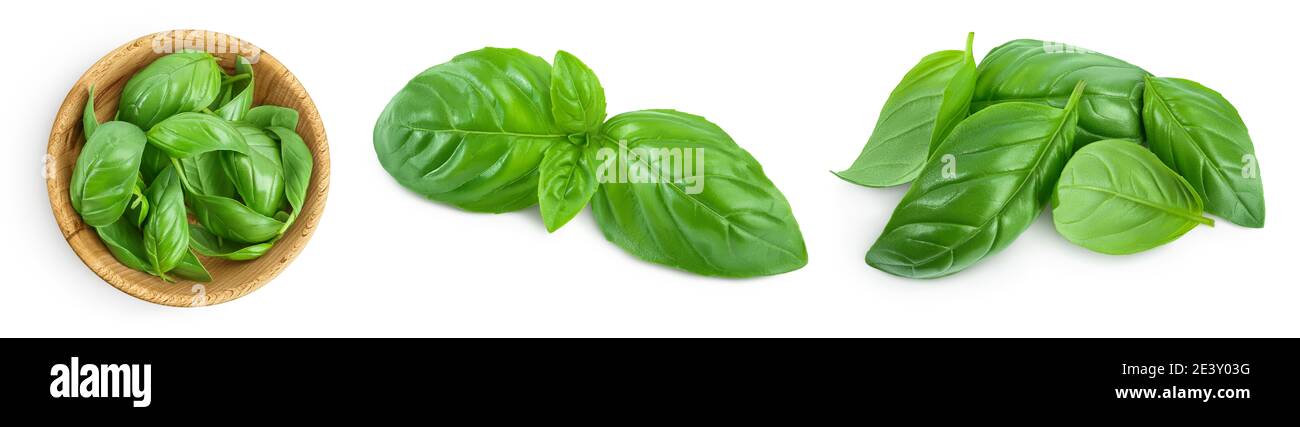 Fresh basil leaf isolated on white background with clipping path and ...
