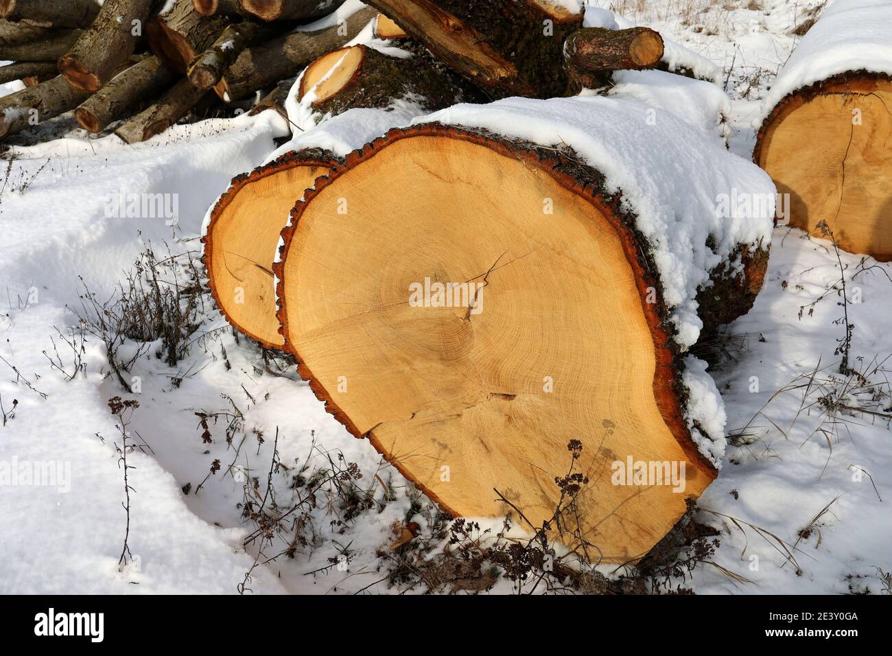 Sawed trees for firewood in winter in the snow Stock Photo - Alamy