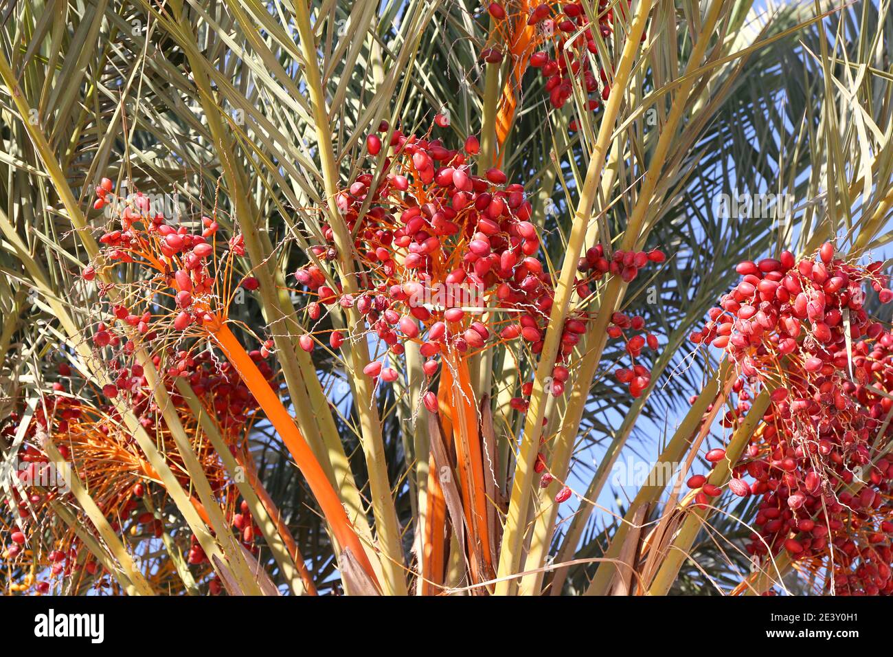 Close up of Date Tree with Dates in Agadir,Morocco Stock Photo - Alamy