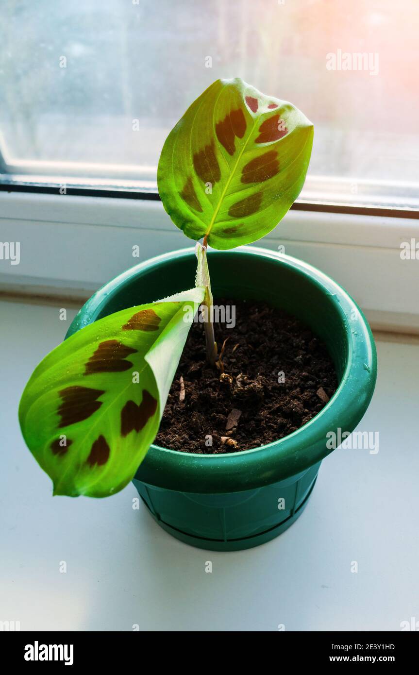 Maranta flower in the flowerpot. Maranta leuconeura var. Kerchoveana ...