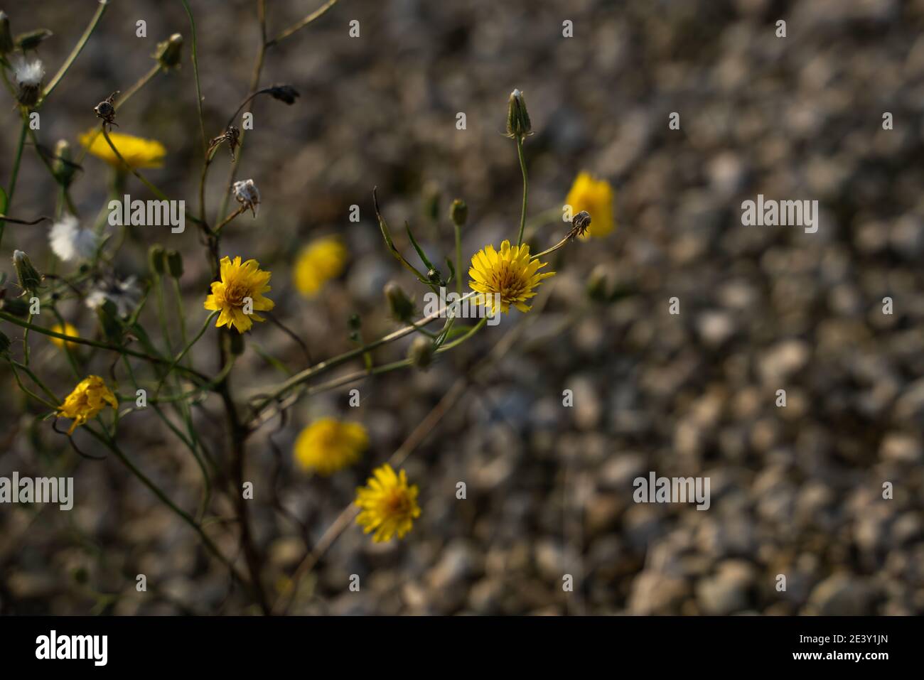 Pretty small flower hi-res stock photography and images - Alamy