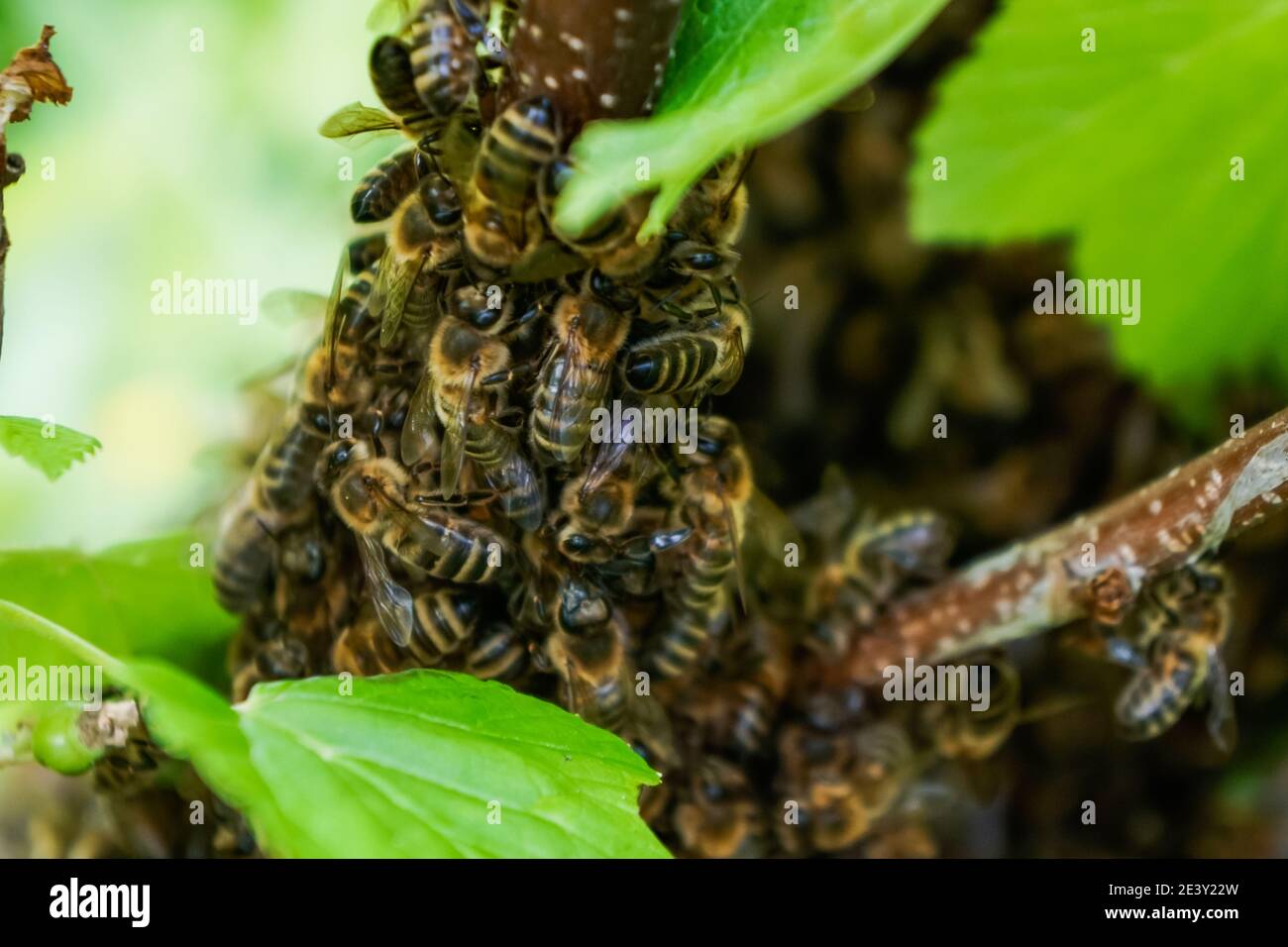 Honey bees on a tree branch leaves bee hive Stock Photo - Alamy