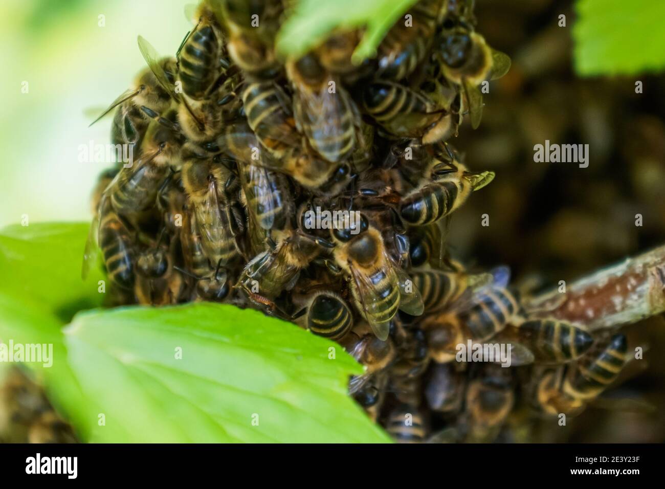 Honey bees on a tree branch leaves bee hive Stock Photo - Alamy