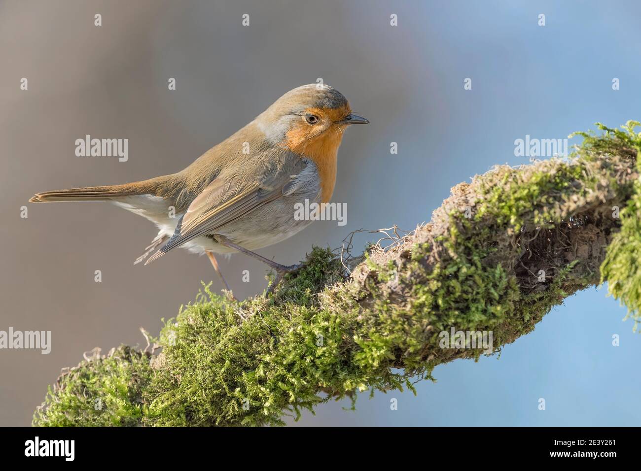 Red robin on branch at dawn (Erithacus rubecula Stock Photo - Alamy