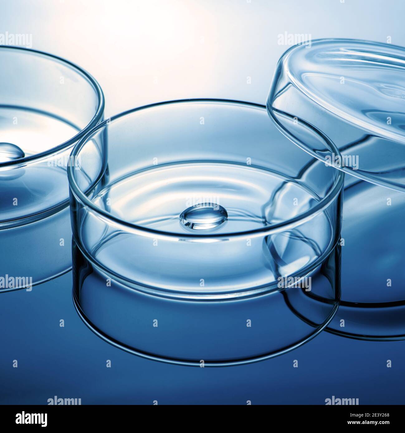 Clean glass petri dish with liquid drop inside over blue light ...