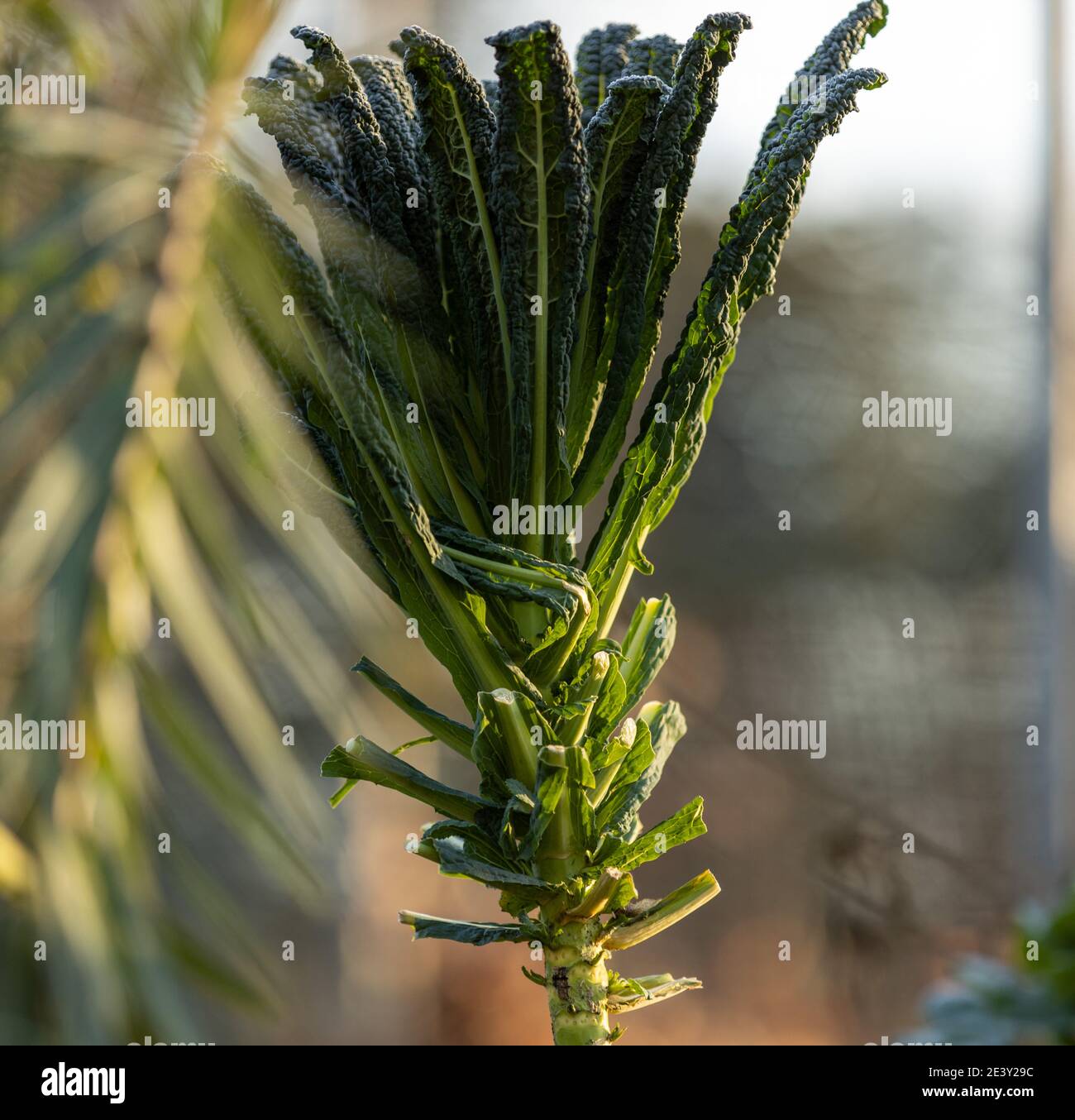 Curly Kale Redbor High Resolution Stock Photography and Images - Alamy