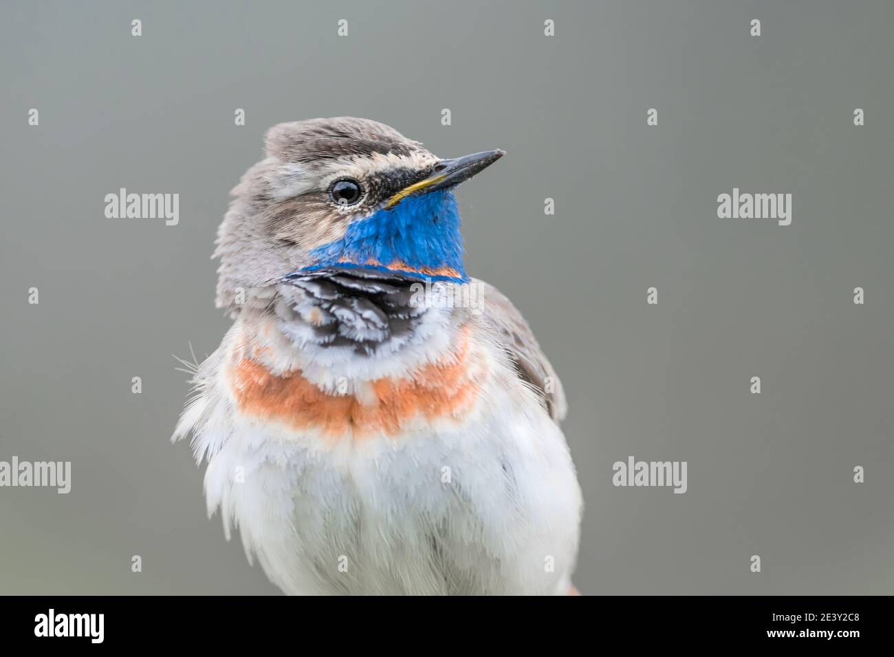 Beautiful blue bird, male Bluethroat (Luscinia svecica), standing on a ...