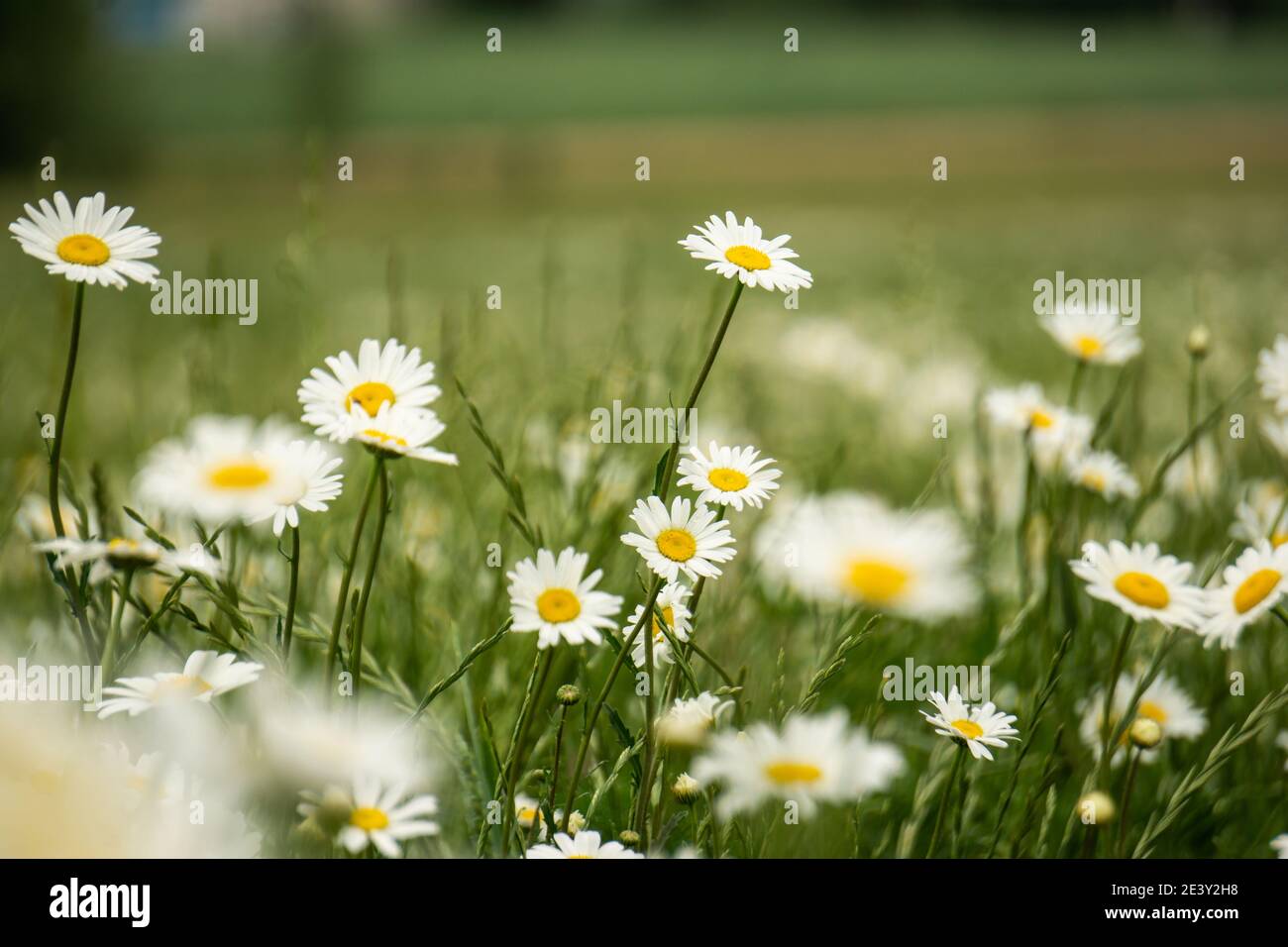 Pretty small flower hi-res stock photography and images - Alamy