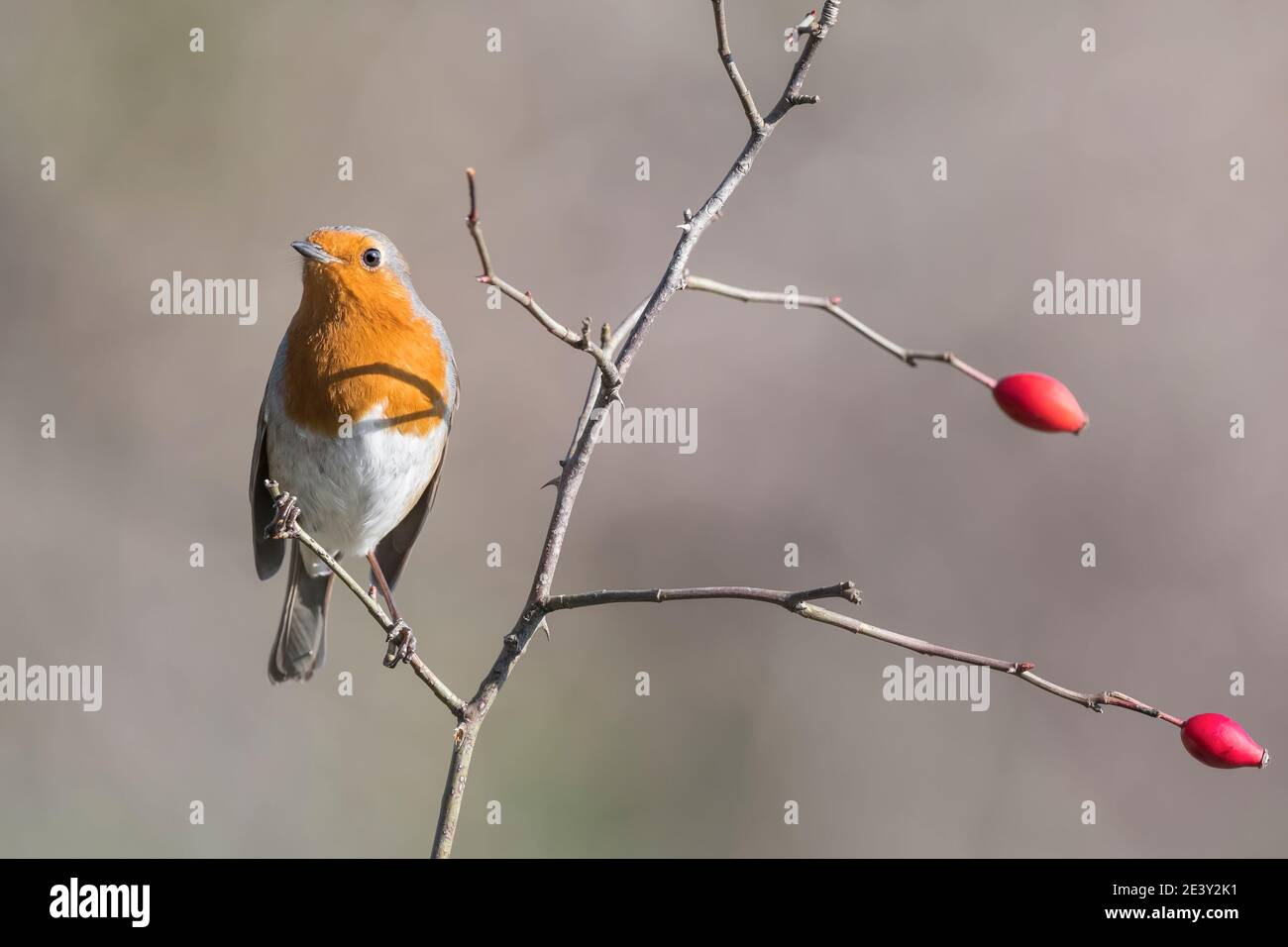Red Robin among dog rose berries (Erithacus rubecula Stock Photo - Alamy