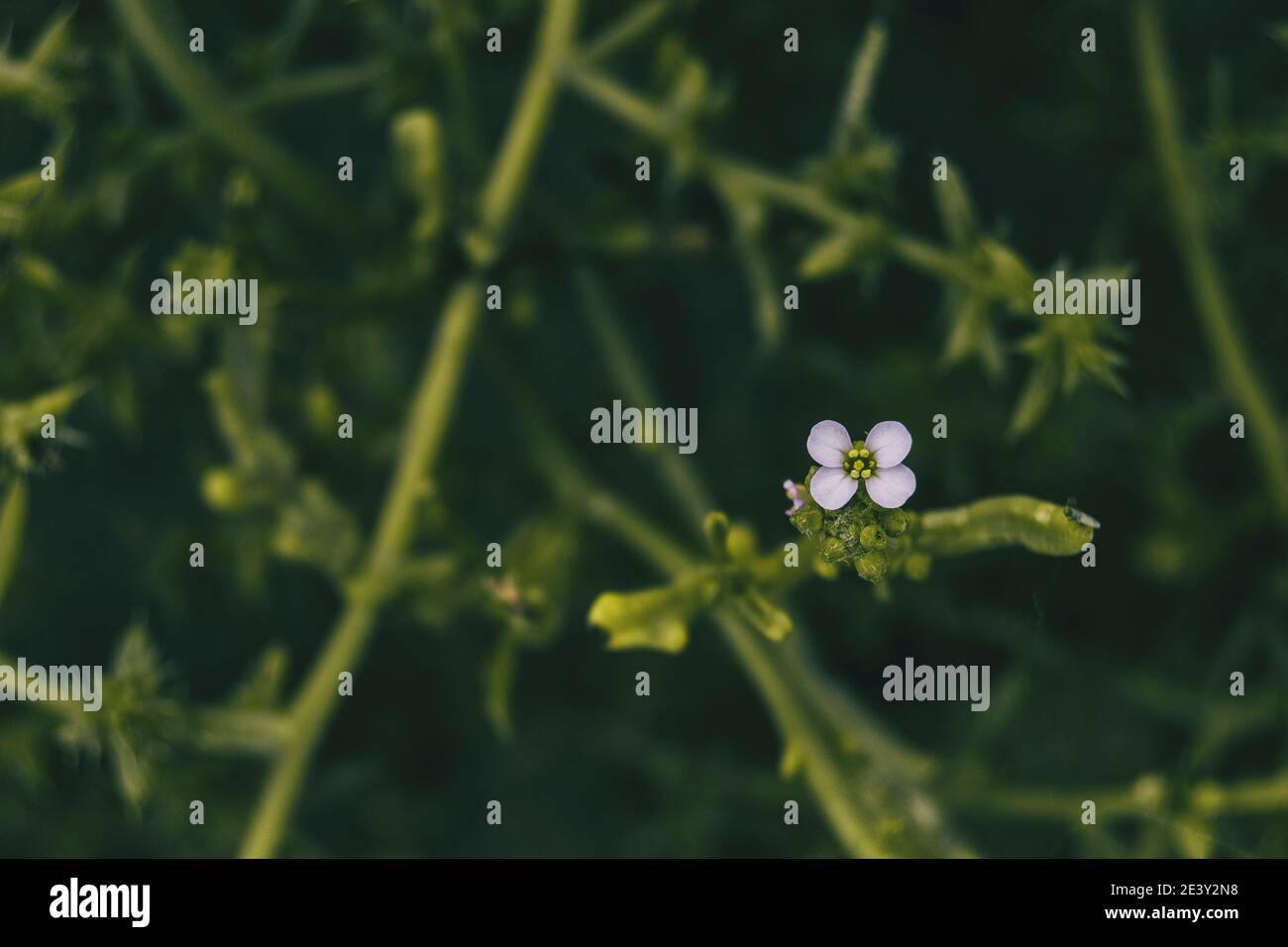 close up photograph of a cakile flower next to the delta del ebro beach ...
