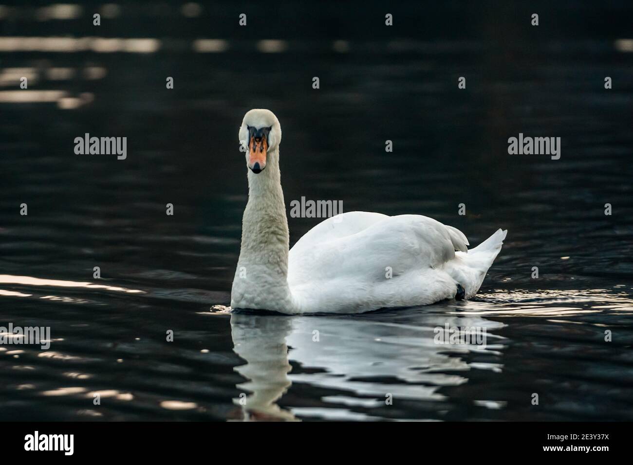 Water reflections on lake hi-res stock photography and images - Alamy