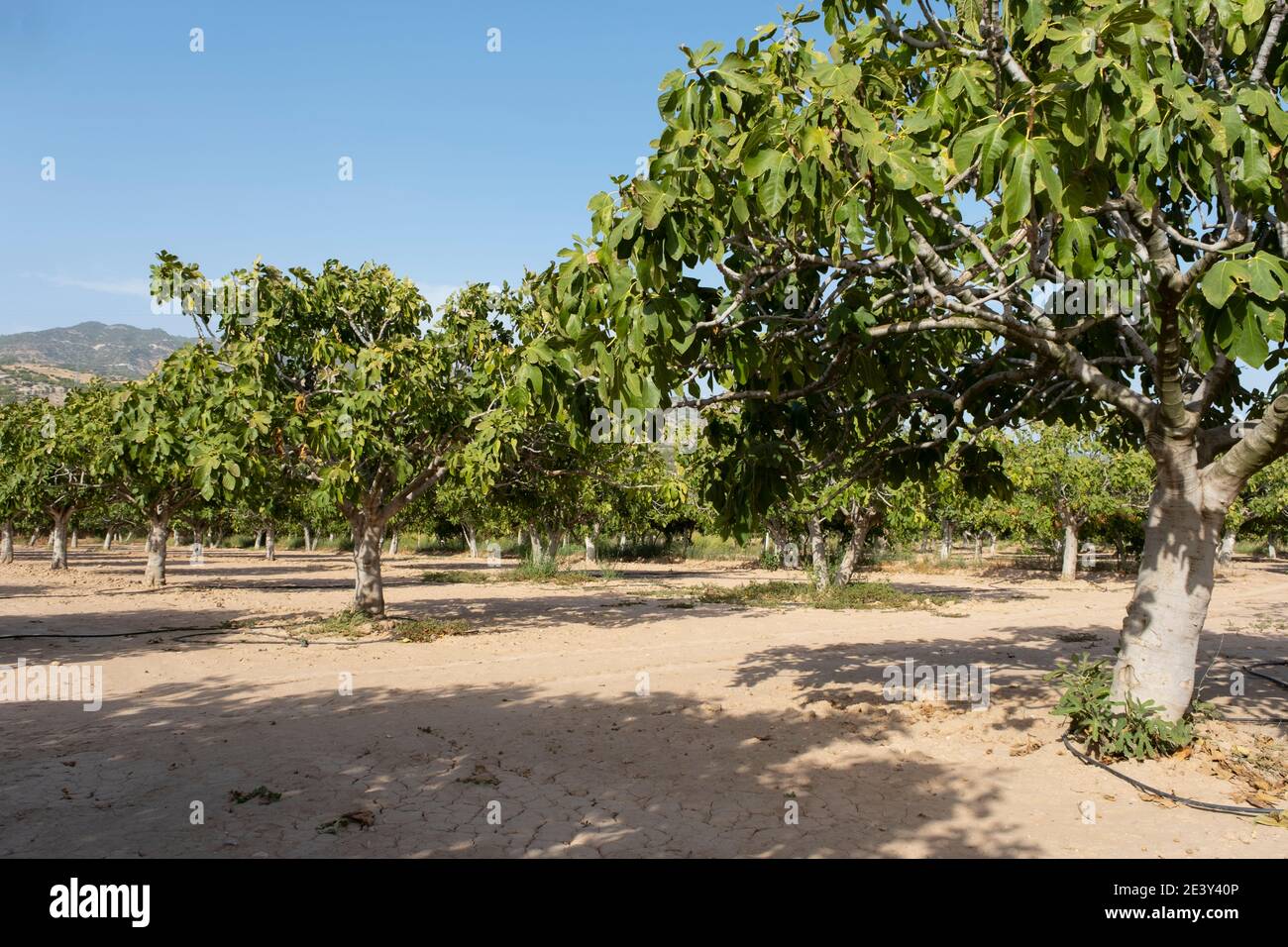 Leaf stem plant fig fruit branch tree hi-res stock photography and ...