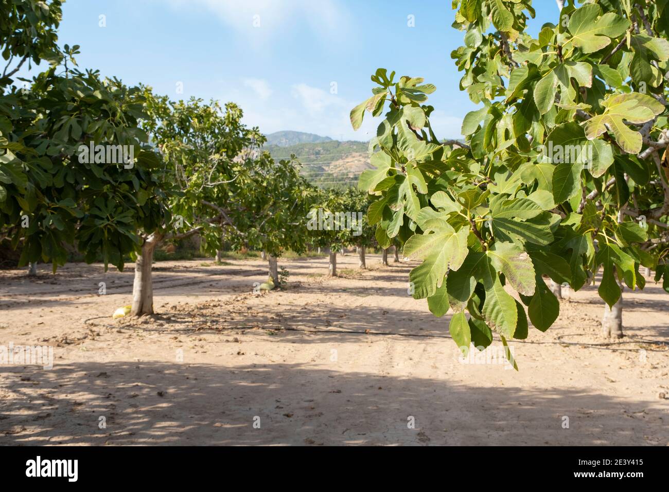 Fig tree in Aydın at sunset - Turkey Stock Photo - Alamy