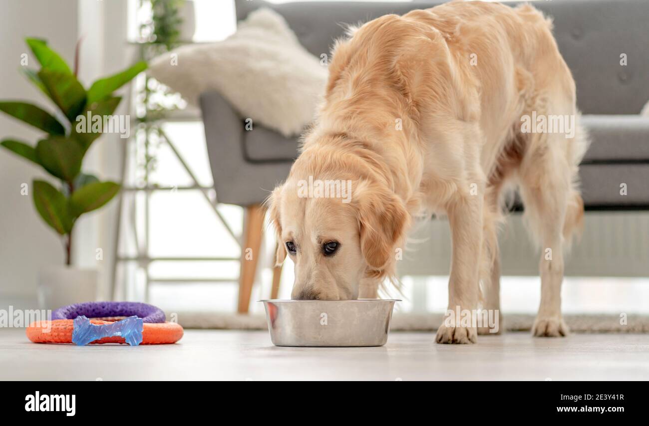 Golden retriever dog at home Stock Photo - Alamy