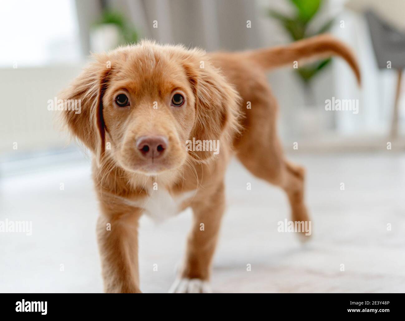 Toller puppy having fun at home Stock Photo - Alamy