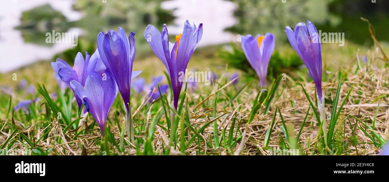 Spring banner background with close-up group of blooming crocuses ...