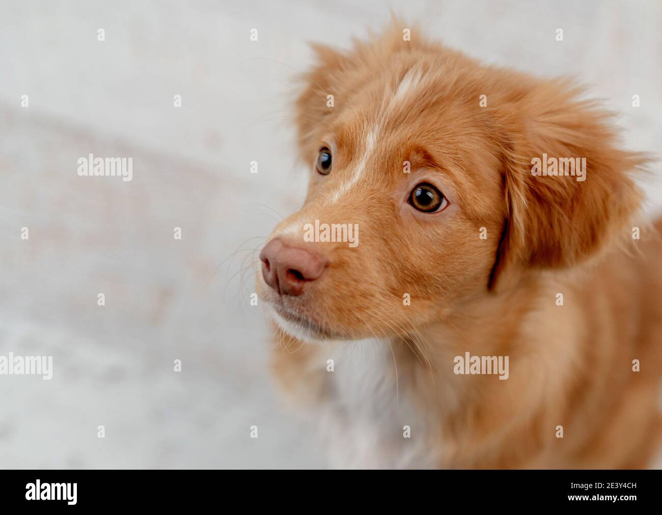 Beautiful toller puppy dog hi-res stock photography and images - Alamy