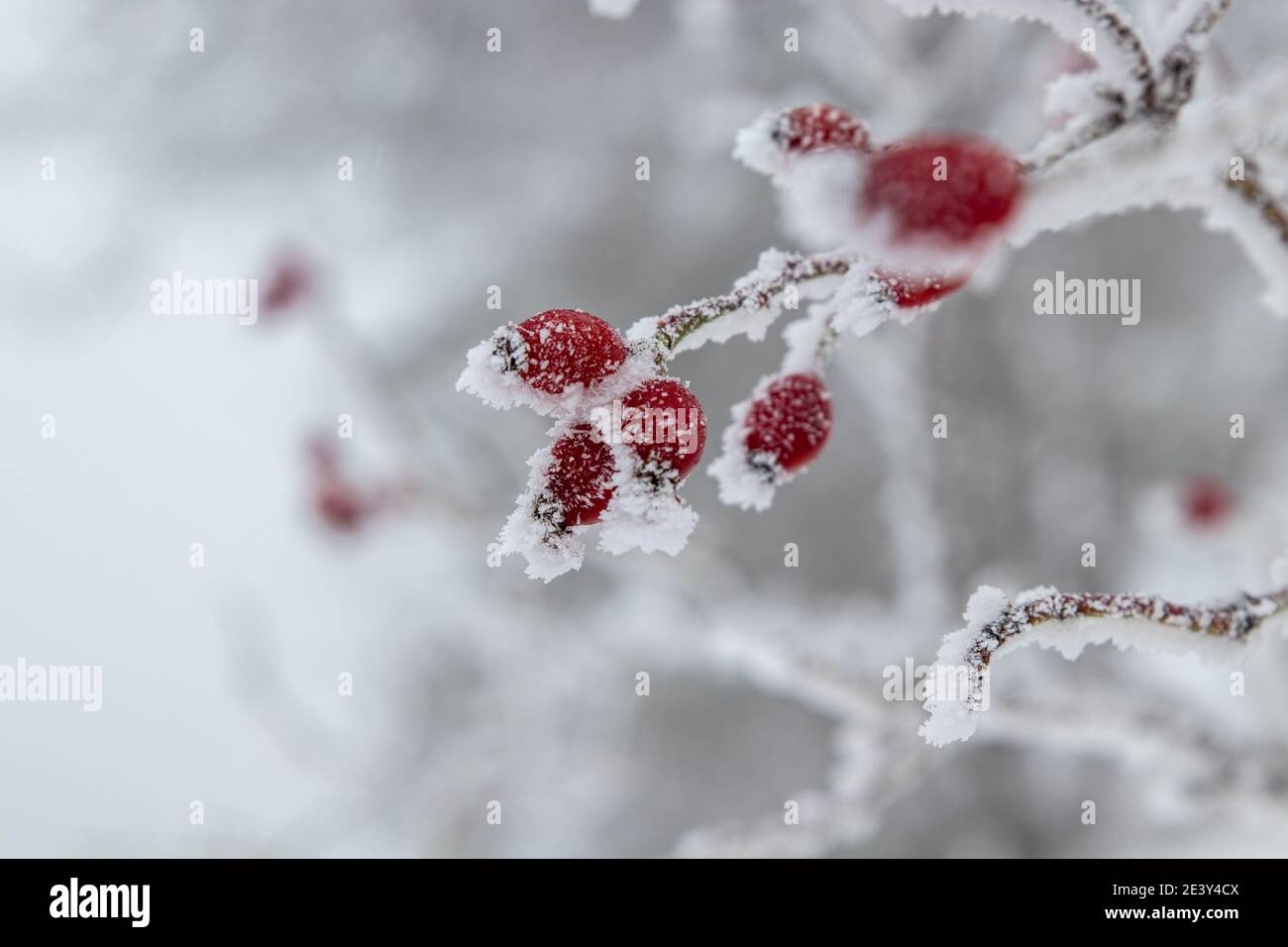 Rose hips covered in snow and ice Stock Photo - Alamy