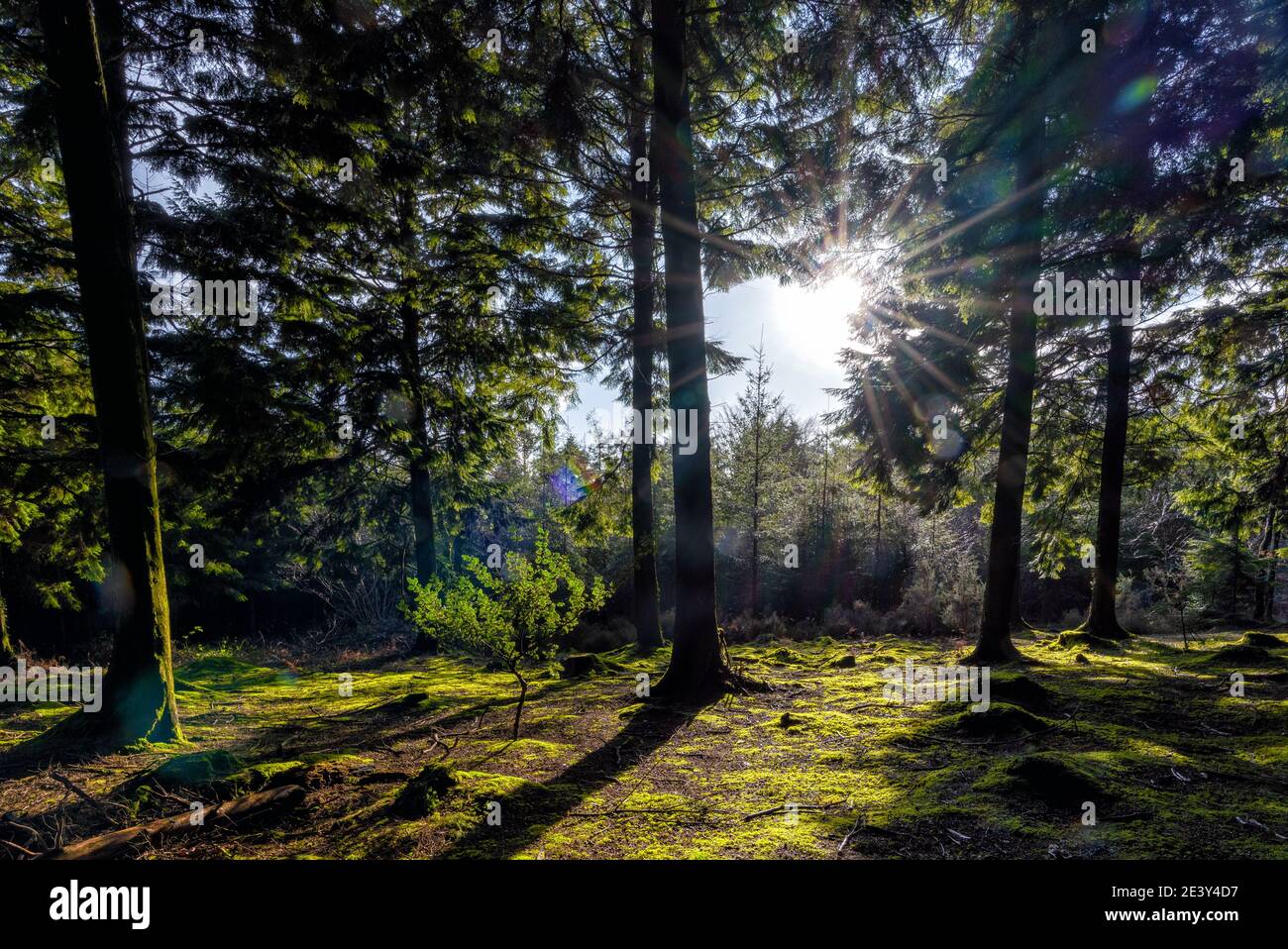 cornish woodland beautiful trees in the southwest of England uk Stock ...