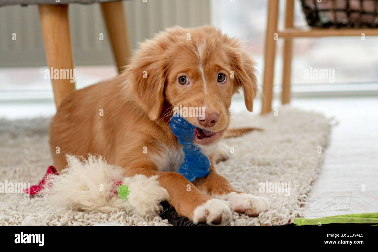 Toller dog hi-res stock photography and images - Alamy