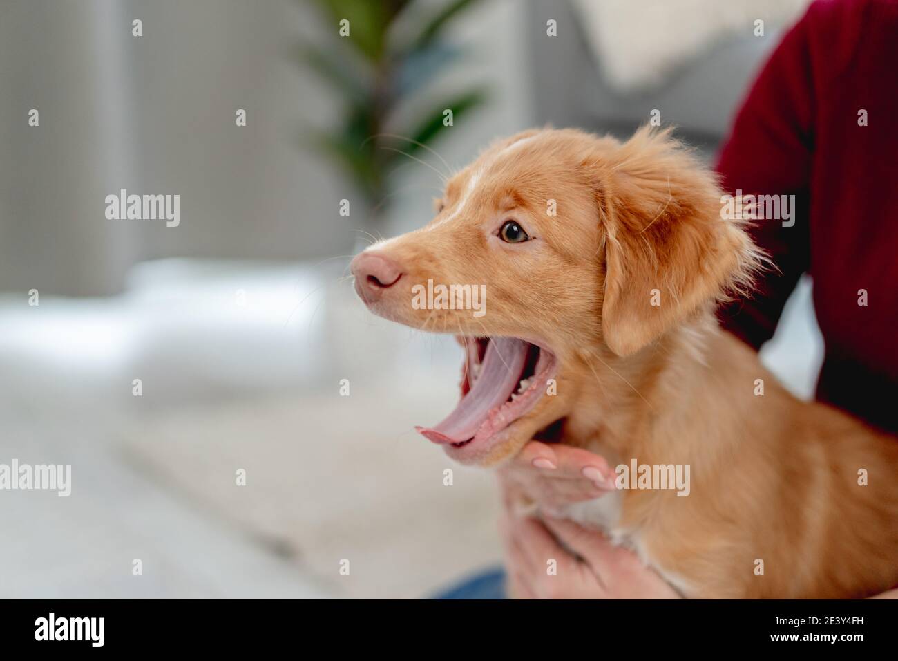 Toller dog hi-res stock photography and images - Alamy