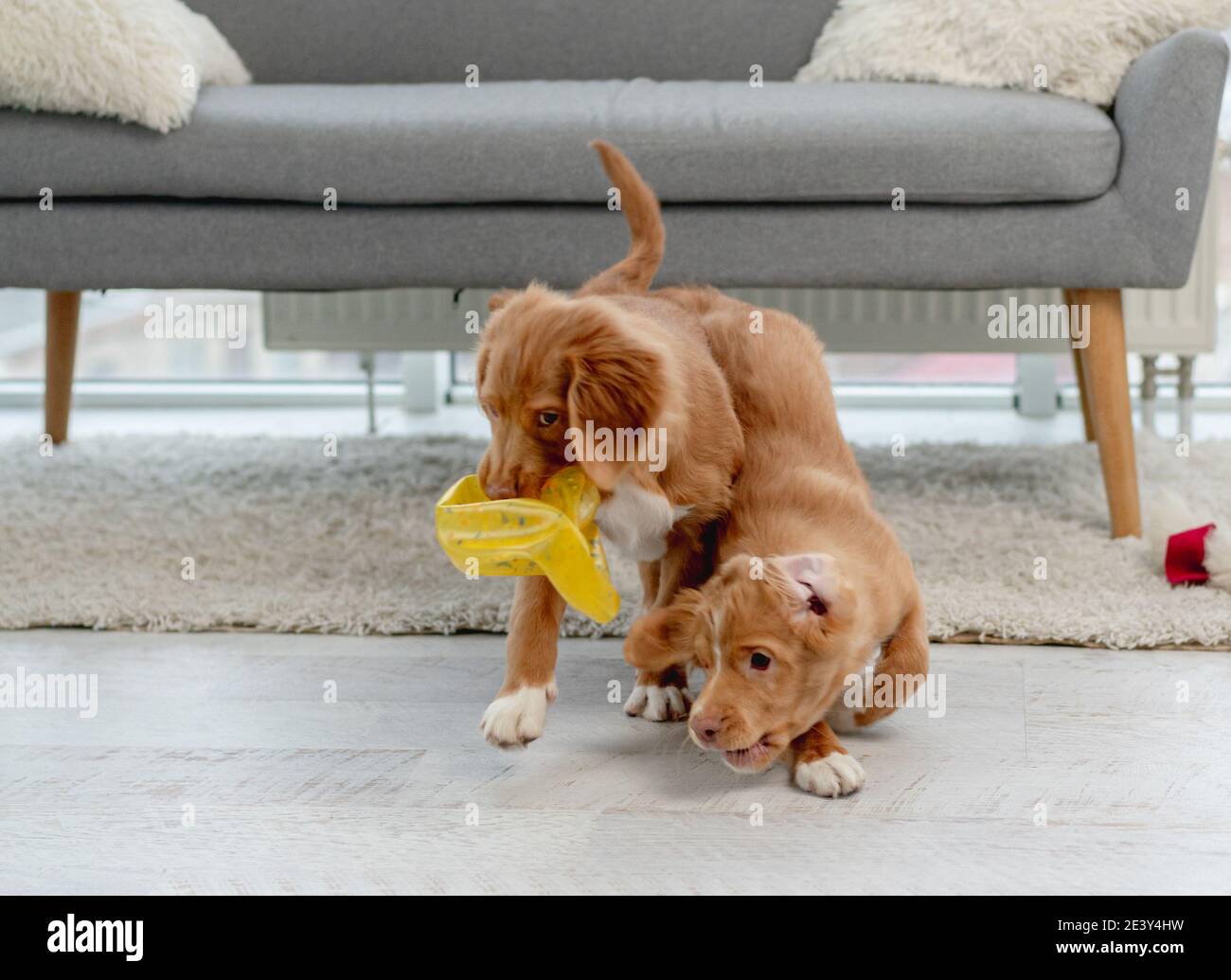 Toller hi-res stock photography and images - Alamy